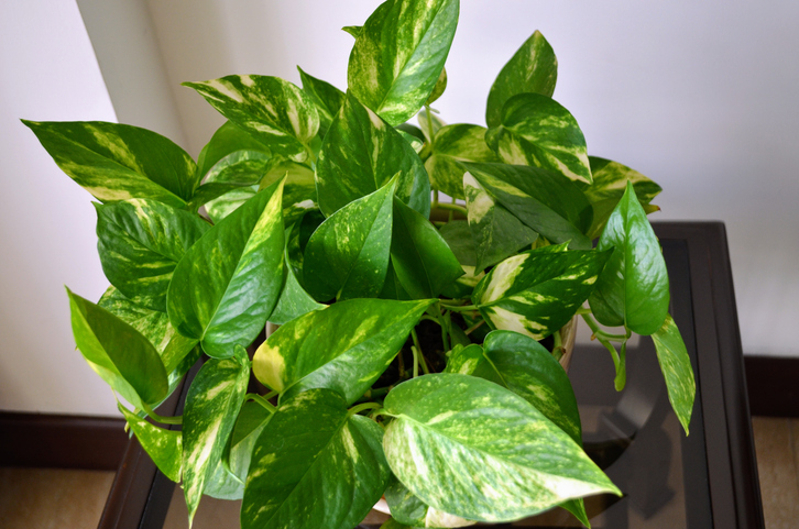 Golden Pothos (Epipremnum aureum) - wildhorsehomestead.com.au
